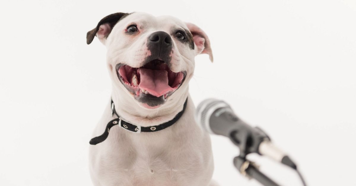 Using AI to Decode Dog Barks