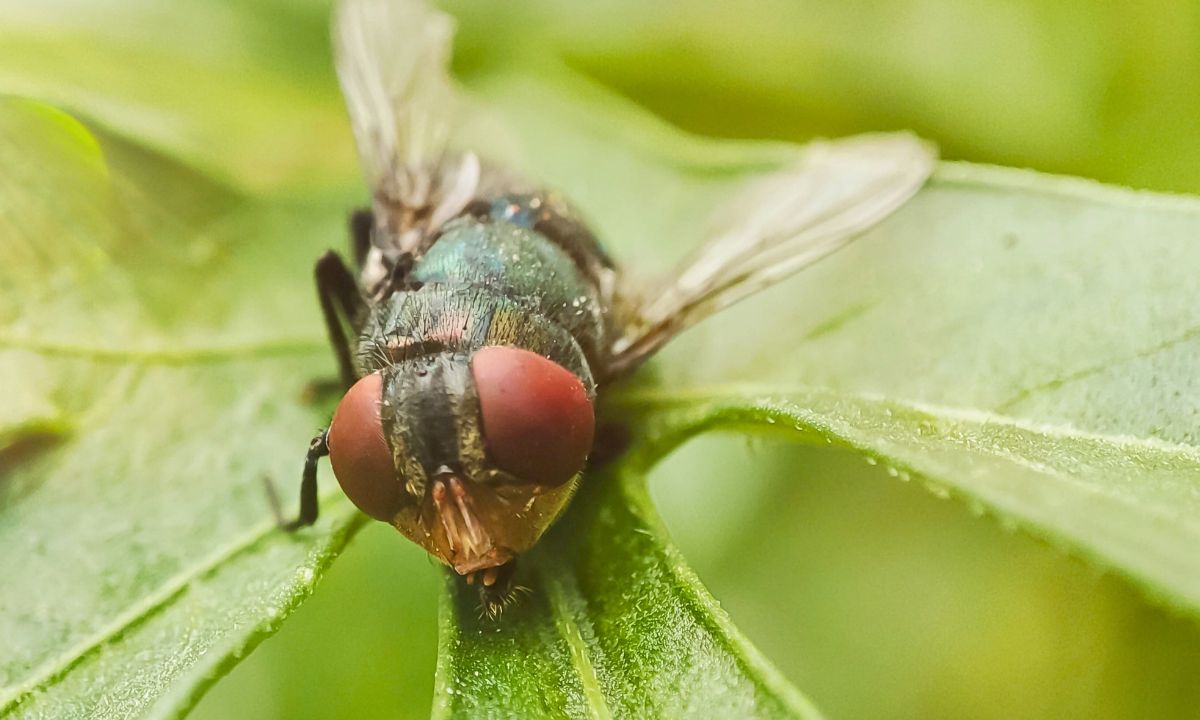 New World Screwworm Threatens Texas Agriculture