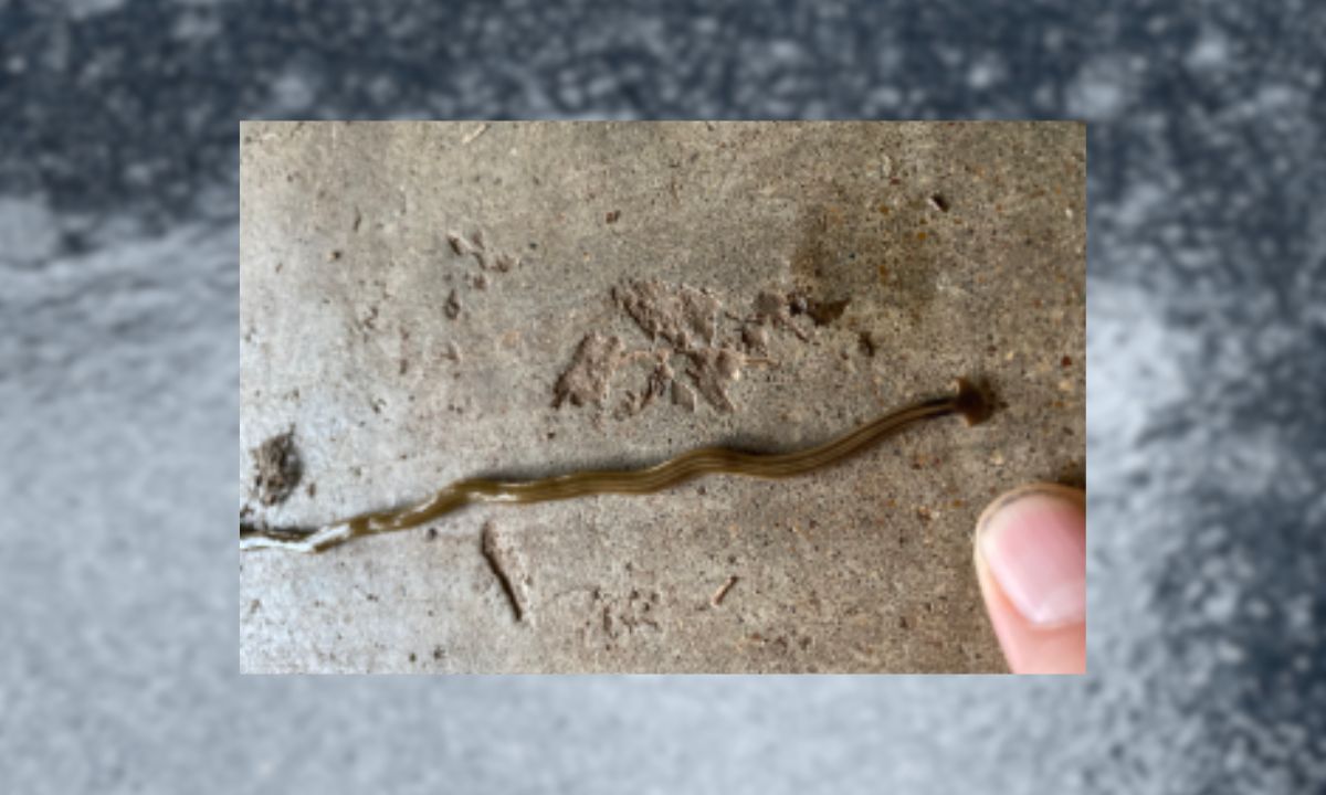 Toxic Hammerhead Worms Surge In DFW After Heavy Rains