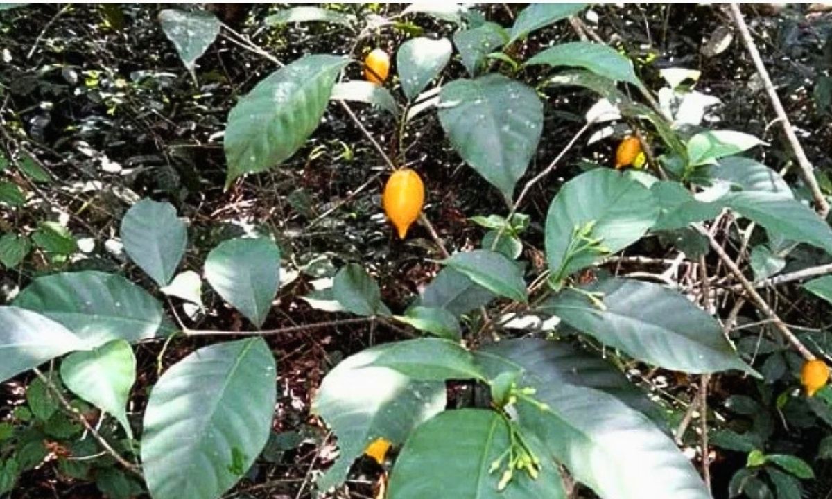 Gov. Abbott Signs Law Funding Ibogaine Research For Veterans’ Mental Health