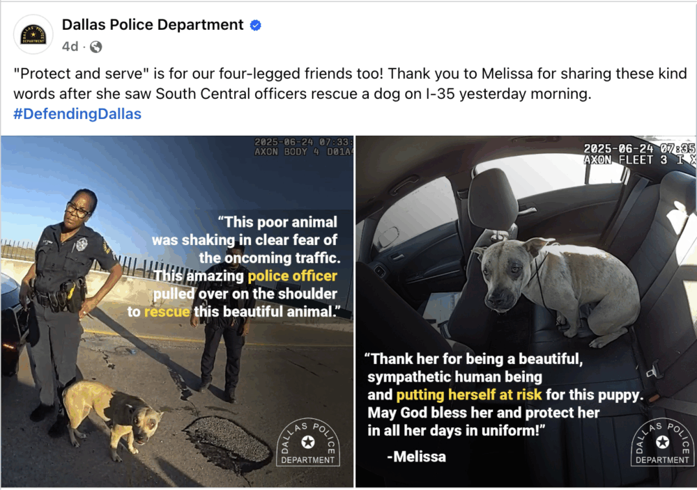 Dallas Officers Rescue Dog and Kitten From Local Highways