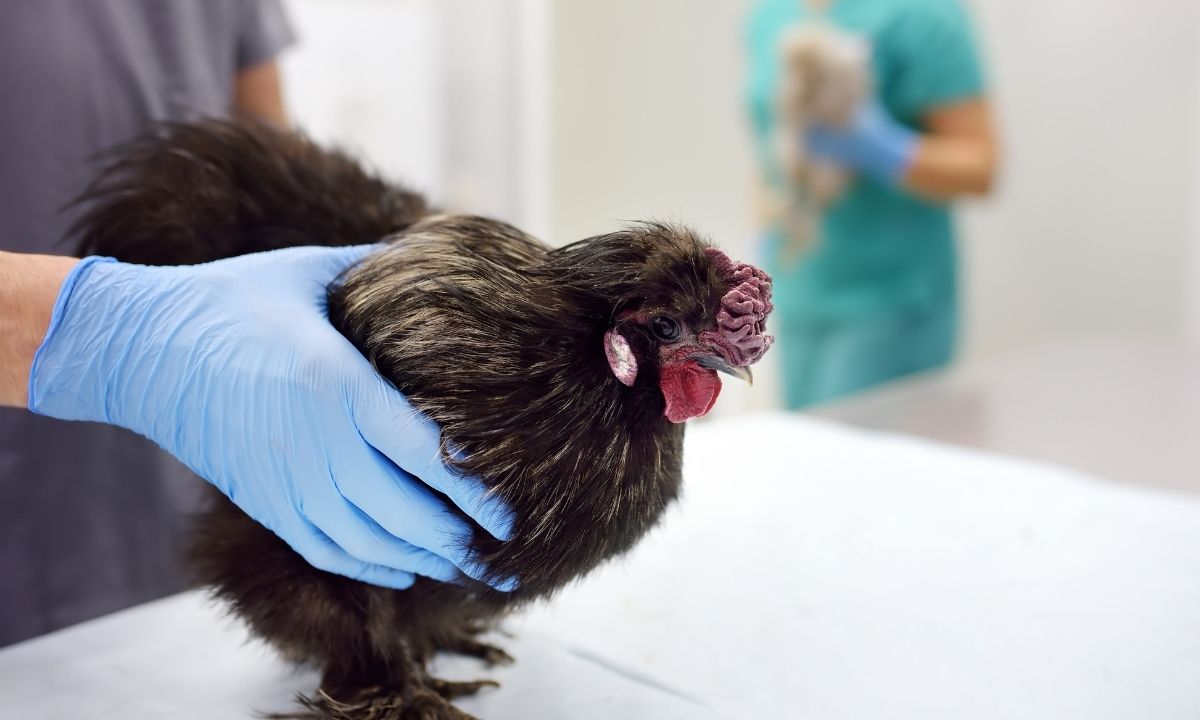 CDC Declares End To Bird Flu Emergency As Cases Decline