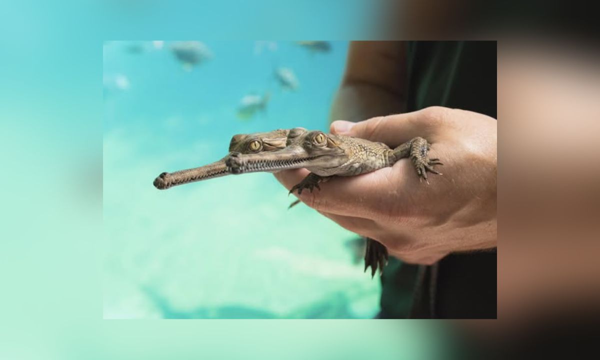 Critically Endangered Gharial Crocodiles Hatch At Fort Worth Zoo