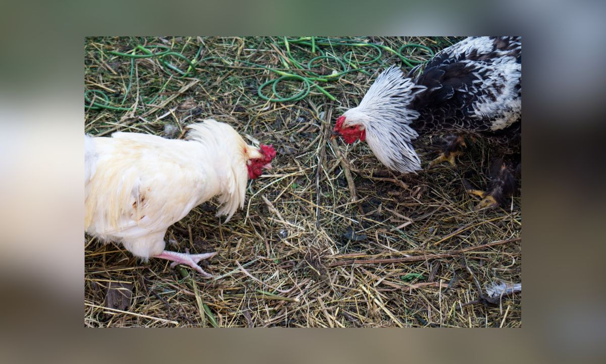 Massive Cockfight Busted In Texas: 25 Vehicles, Cash, And Roosters ...