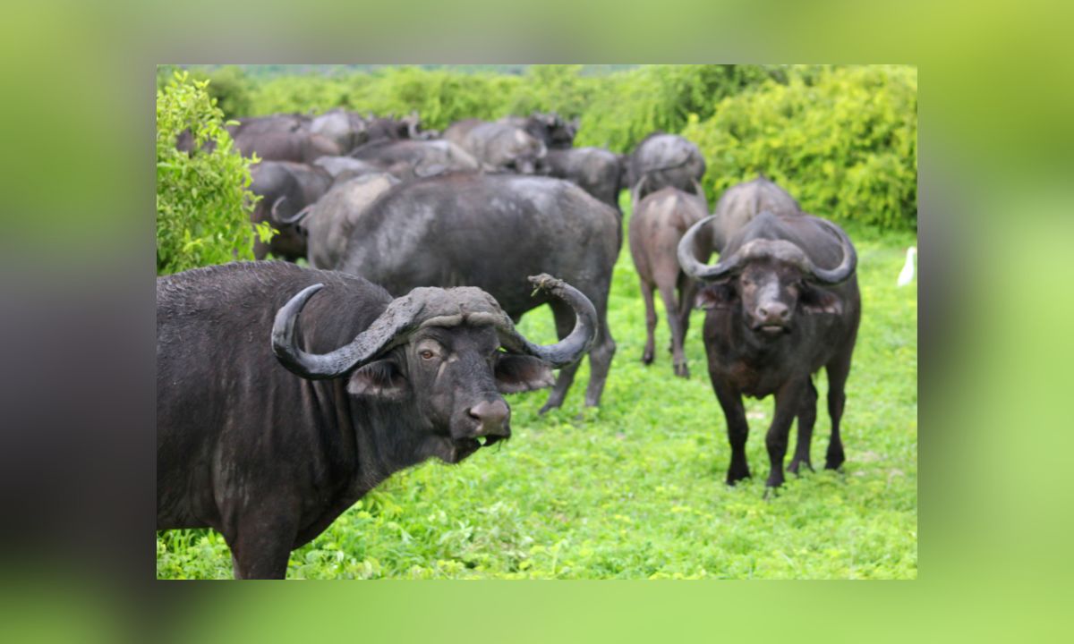 Oklahoma Farmer Killed By Water Buffalo One Day After Purchase