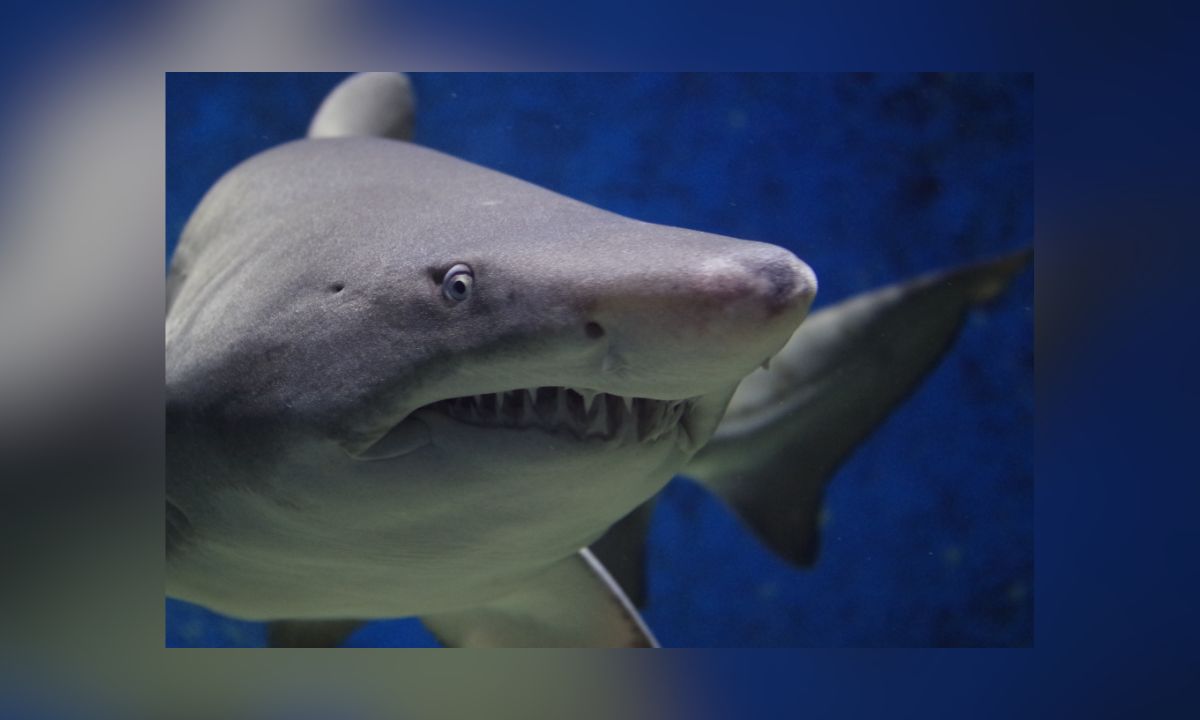 Bahamas Bites Back: American Tourist Injured In Shark Attack Near Big ...