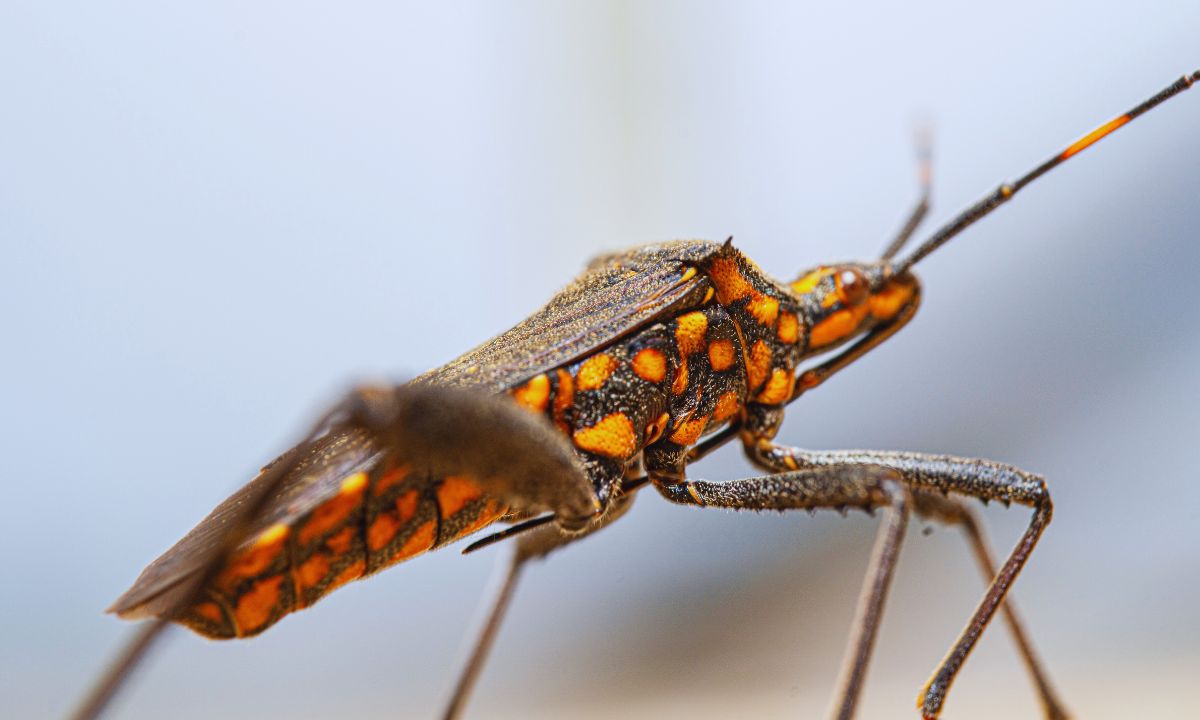 Kissing Bug Threat: Chagas Disease Gains Ground In States, Including Texas