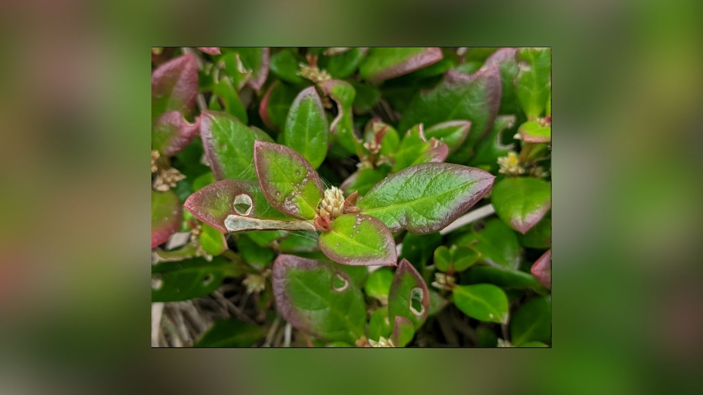Brazilian Joseph's Coat Plant Shows Promise For Arthritis