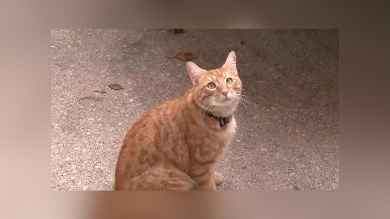 Texas Cat Rescued From Chimney On Christmas Eve Using AirTag