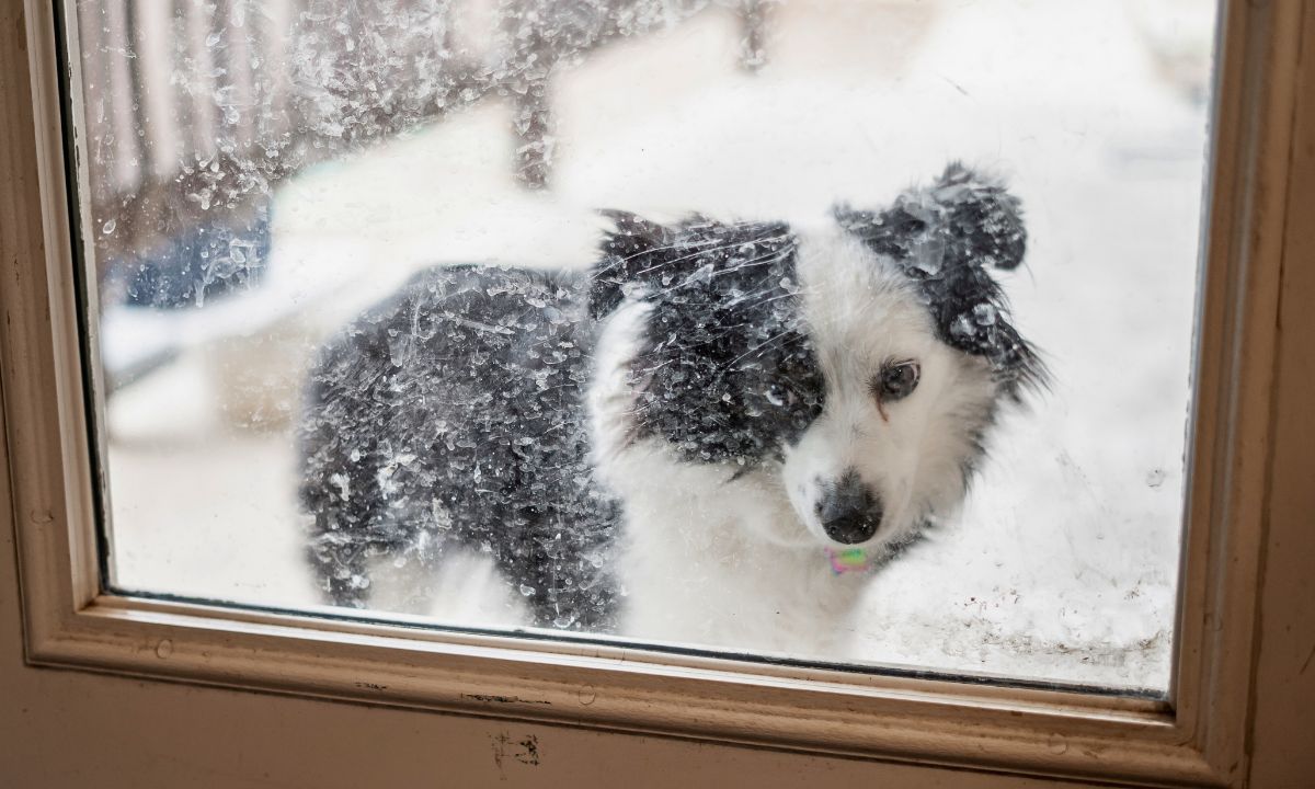 Texas Cold Snap: Protect Your Pets