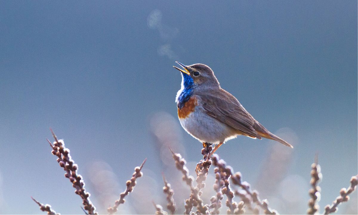 Study: Birdsong Lowers Stress