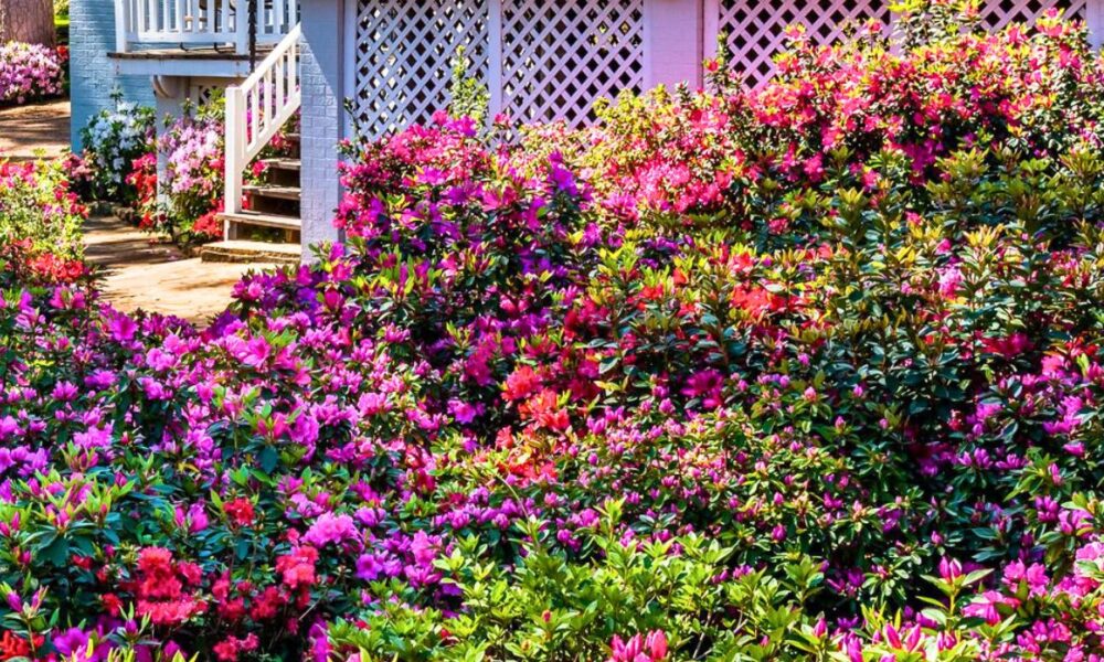Tyler Azalea Trail 2026: 67th Annual Bloom